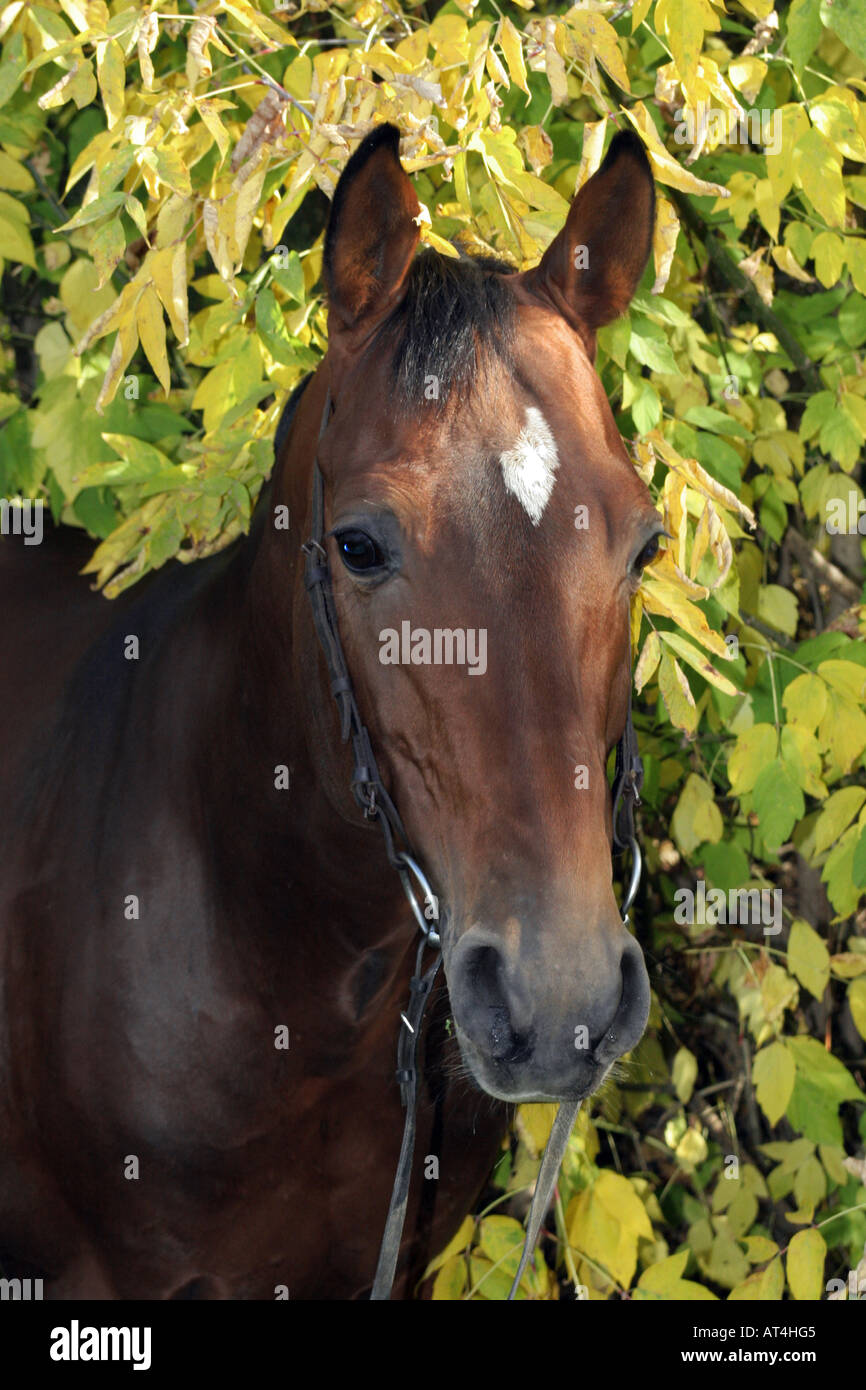 The Budenny stallion Stock Photo - Alamy