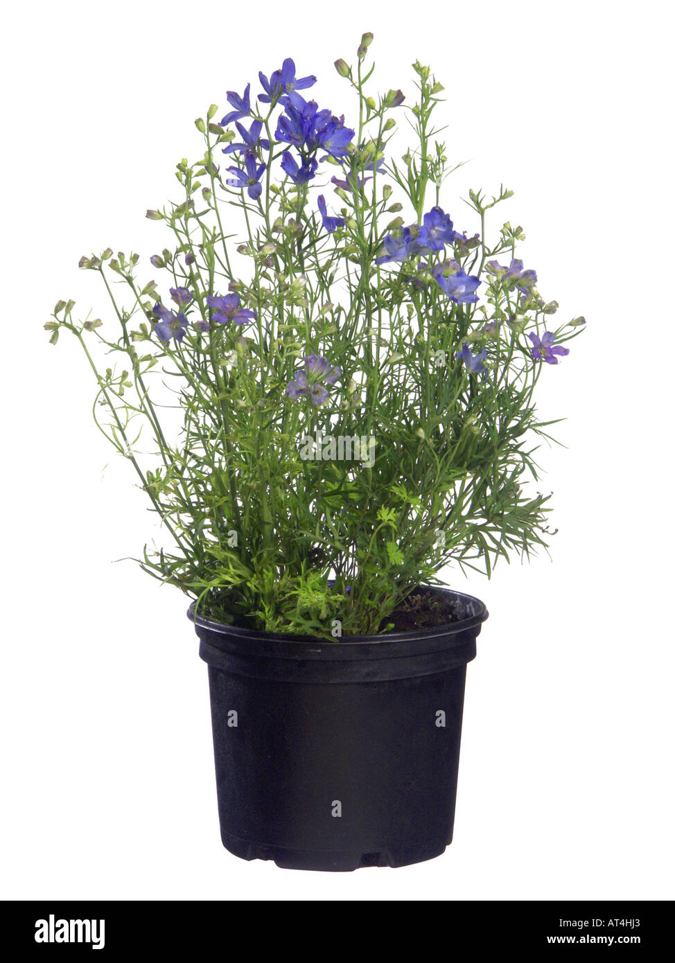 Delphinium grandiflorum Cut Out Stock Images & Pictures - Alamy