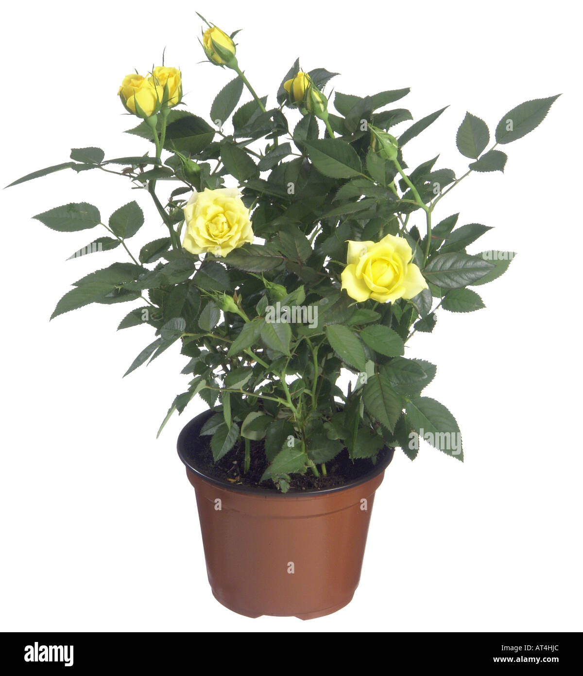 Var chinensis Cut Out Stock Images & Pictures - Alamy