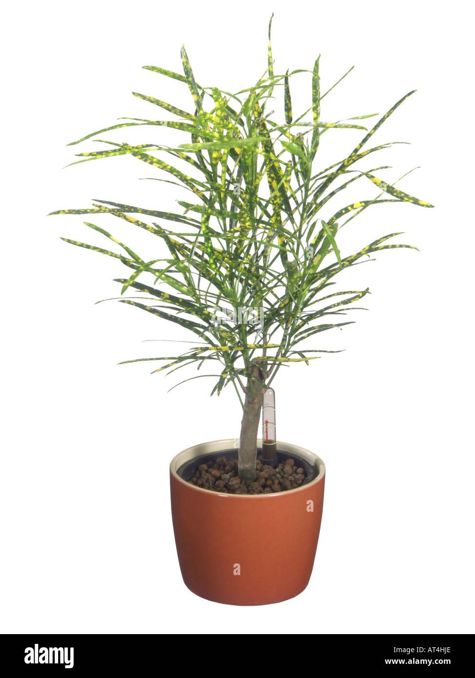 Codiaeum variegatum pictum hi-res stock photography and images - Alamy