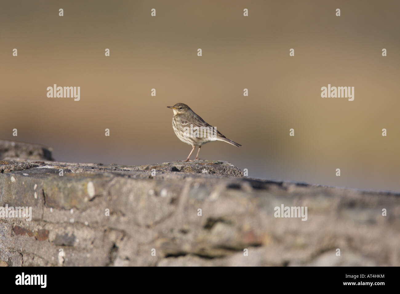 rock pipit perching on stone wall Stock Photo - Alamy