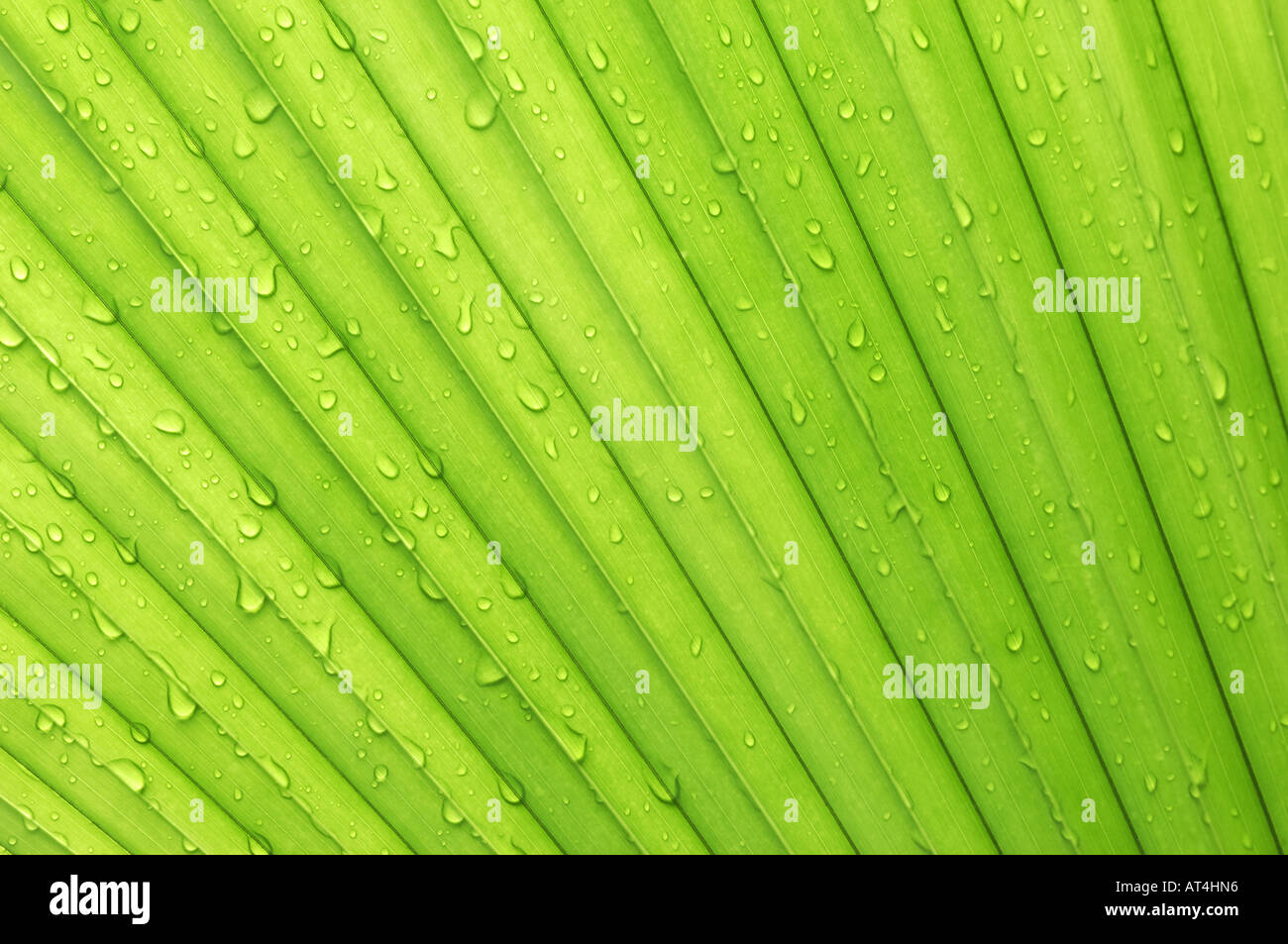 Frond structures hi-res stock photography and images - Alamy