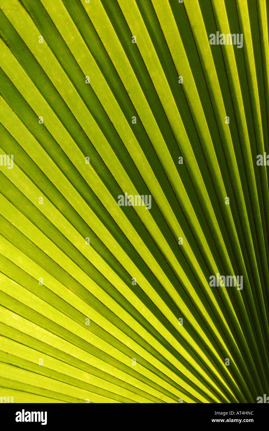 Frond structures hi-res stock photography and images - Alamy
