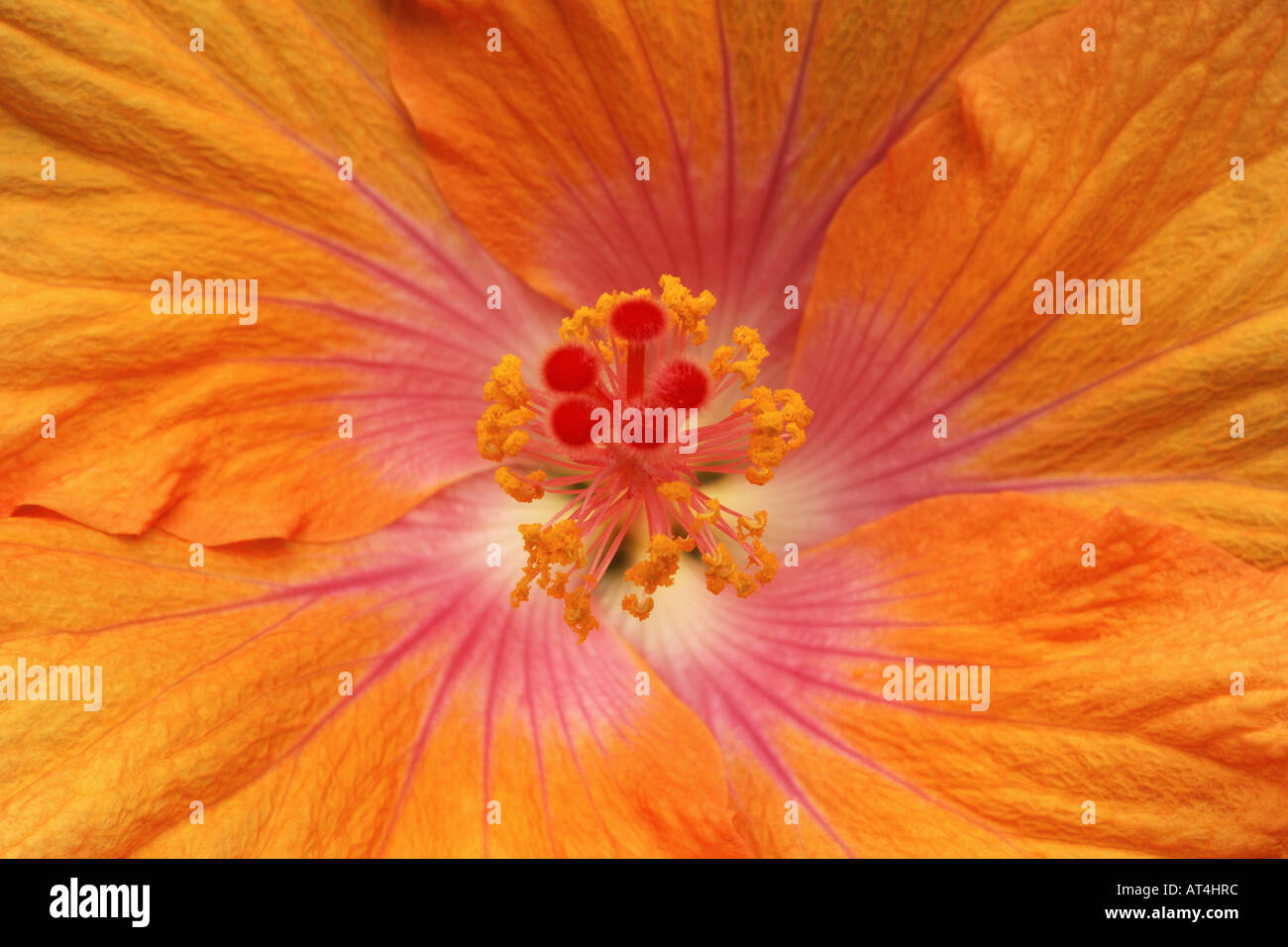 Hibiscus section hi-res stock photography and images - Alamy