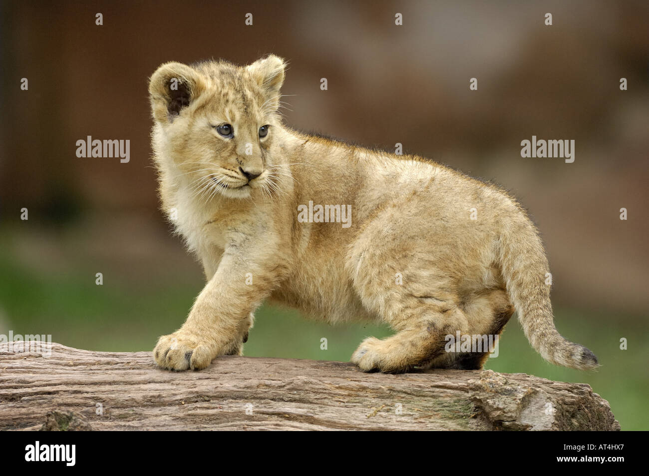Side view lion cub standing hi-res stock photography and images - Alamy