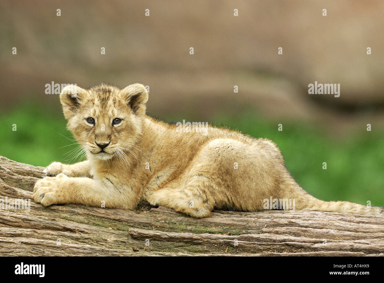 Cub on a log r linke animal hi-res stock photography and images - Alamy