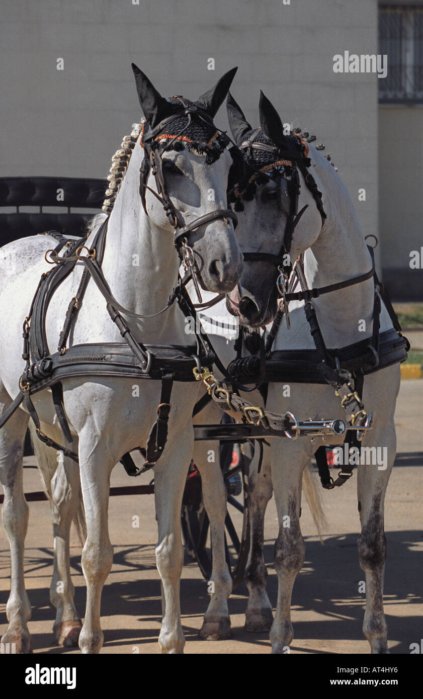 American standardbred horse hi-res stock photography and images - Alamy