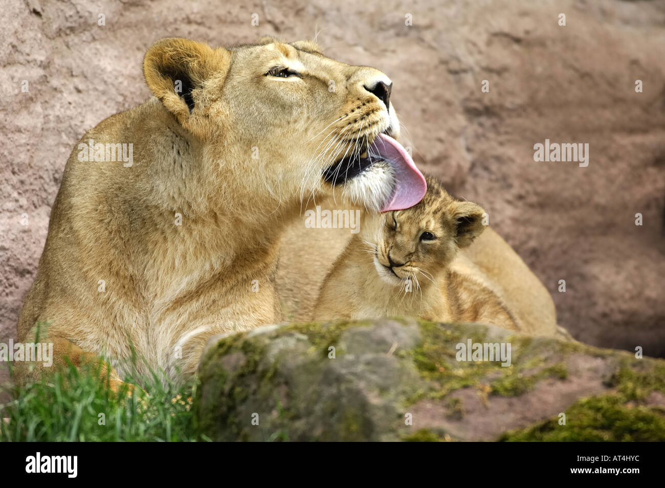 Male female lion prey hi-res stock photography and images - Alamy