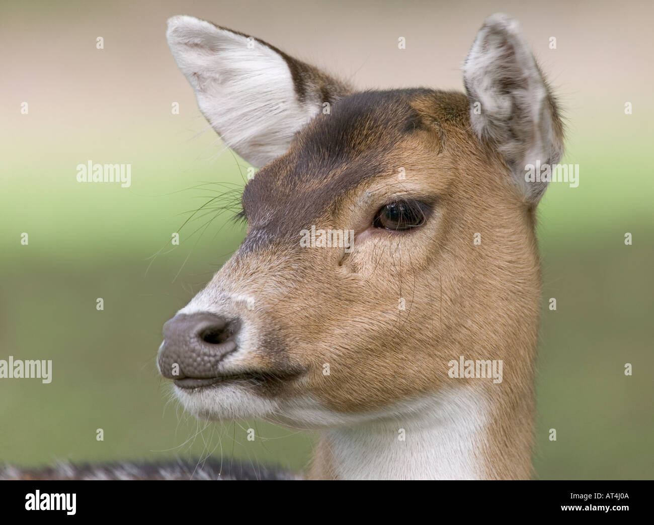 Axes Deer Axia axis Stock Photo - Alamy