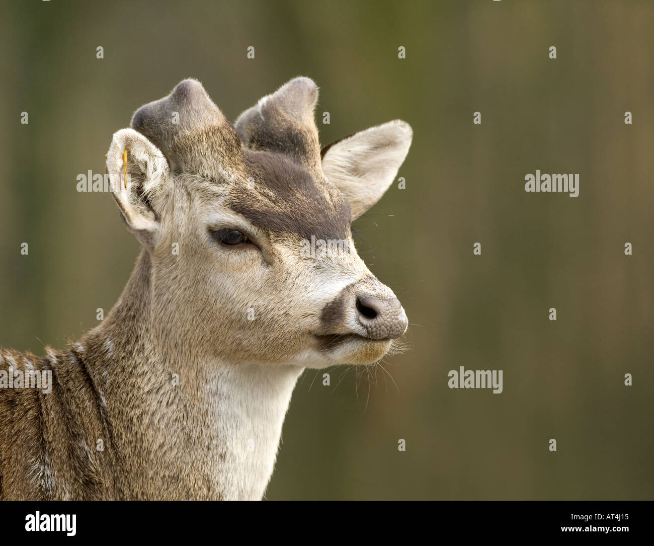 Axis Deer Axis axis Stock Photo - Alamy