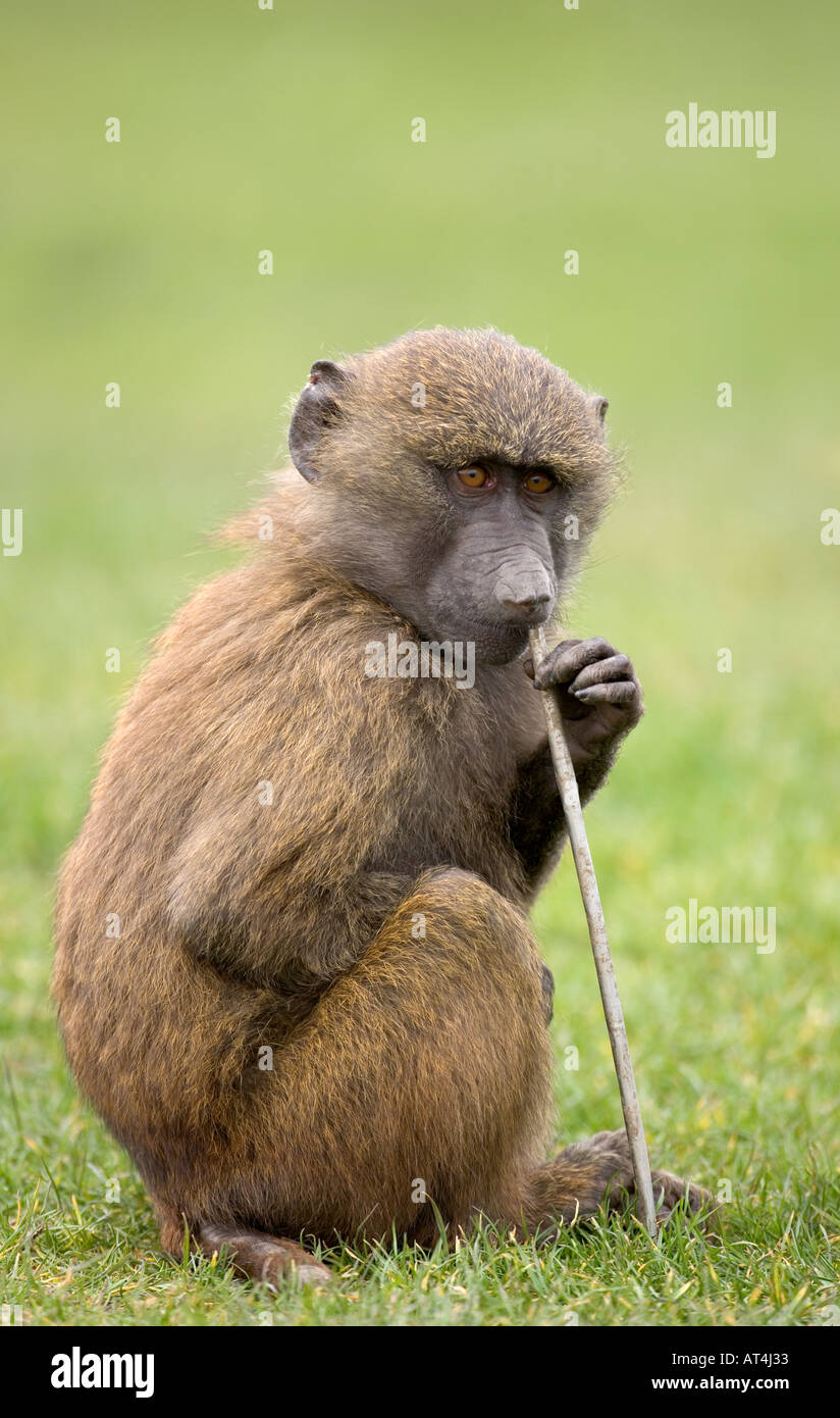 Olive baboons playing hi-res stock photography and images - Alamy