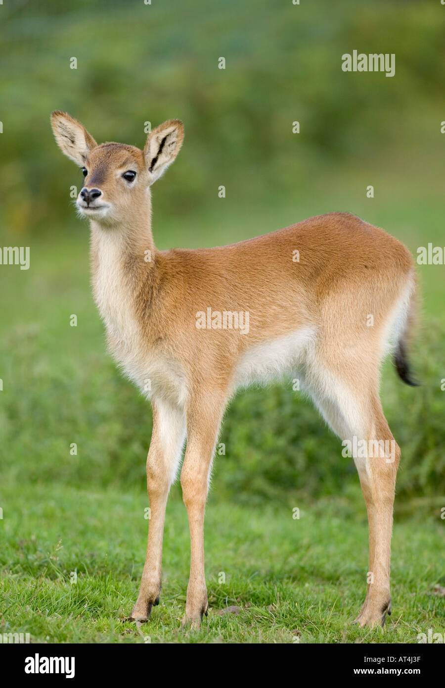 Young kafue lechwe hi-res stock photography and images - Alamy