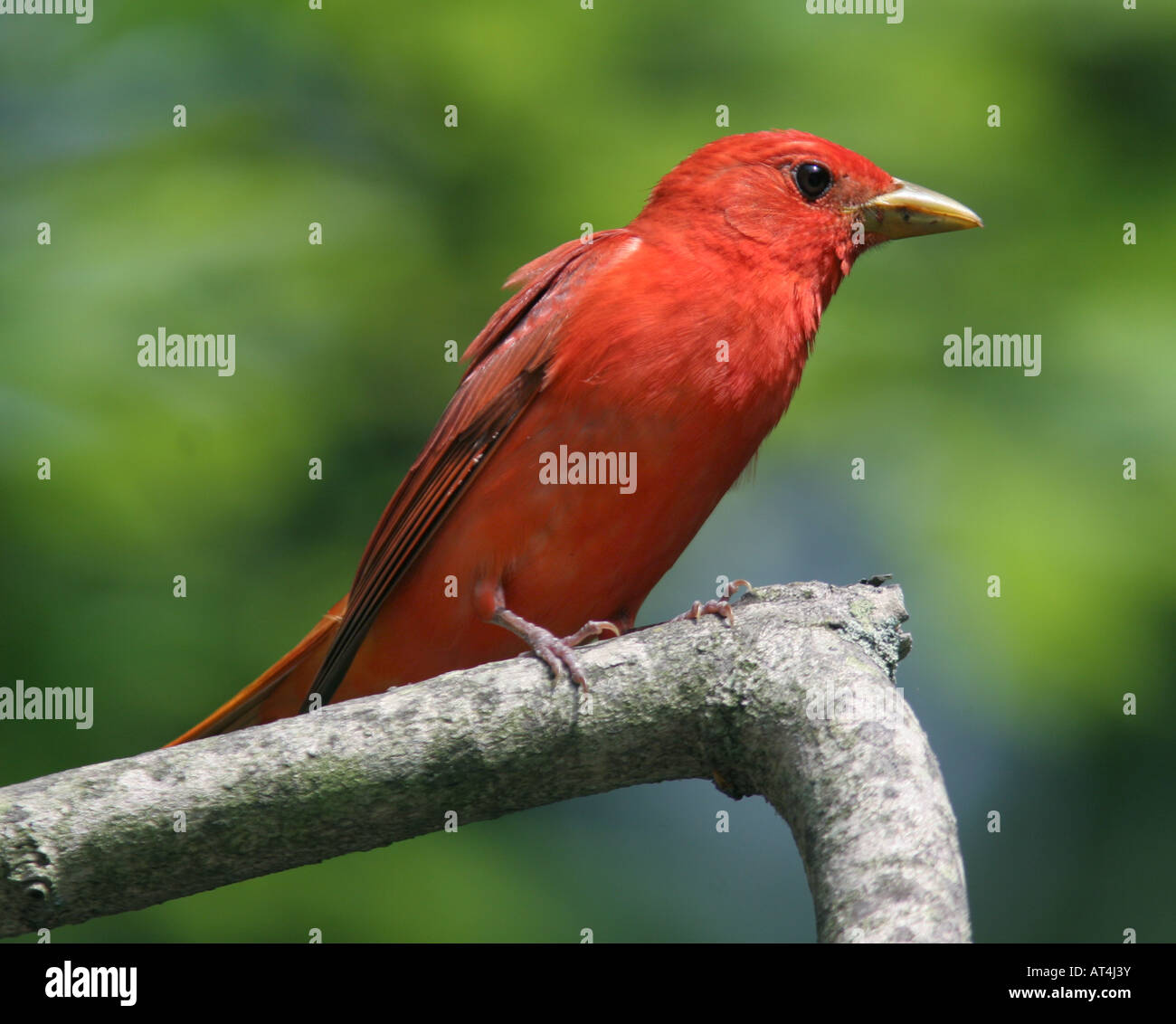 Summer tanager male Stock Photo - Alamy