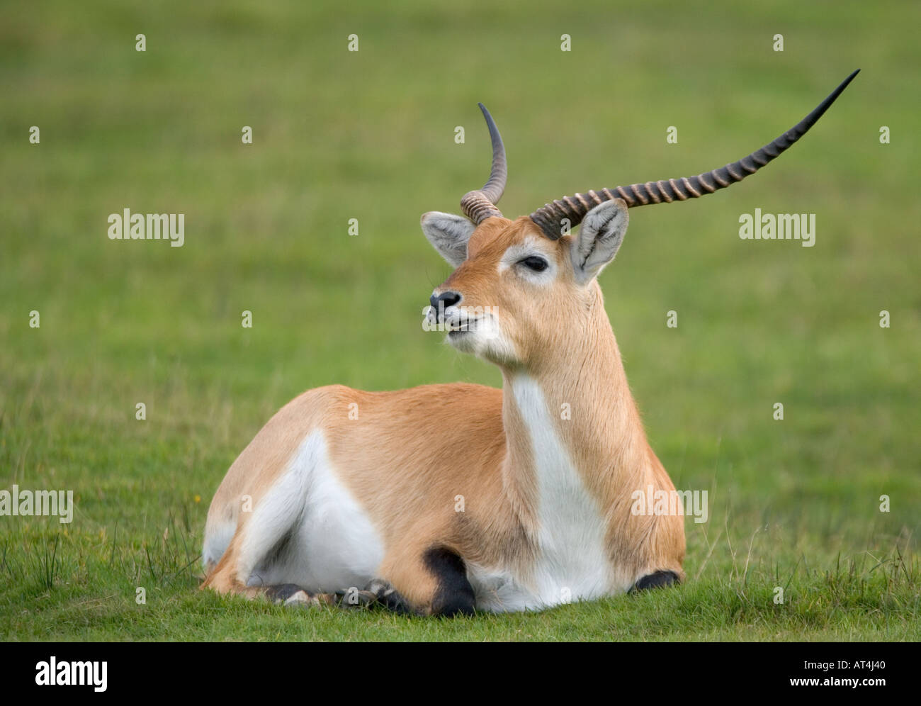 Male Kafue Lechwe High Resolution Stock Photography and Images - Alamy