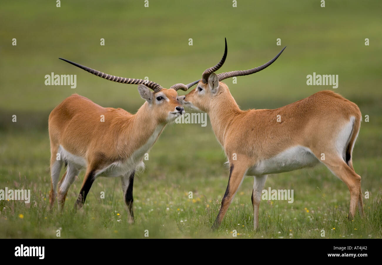 Kobus leche kafuensis hi-res stock photography and images - Alamy