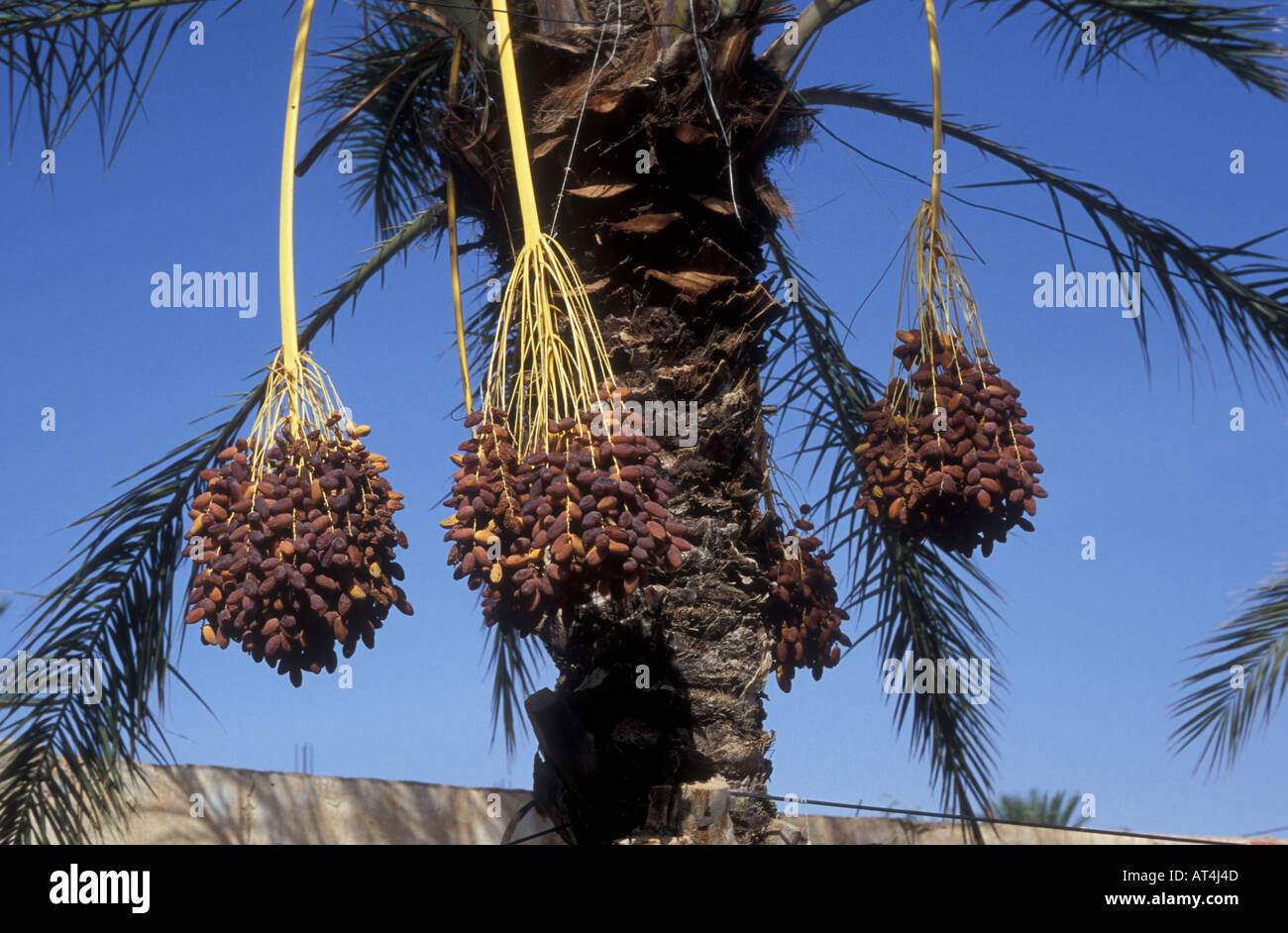 Date palm trees with ripened dates Stock Photo - Alamy