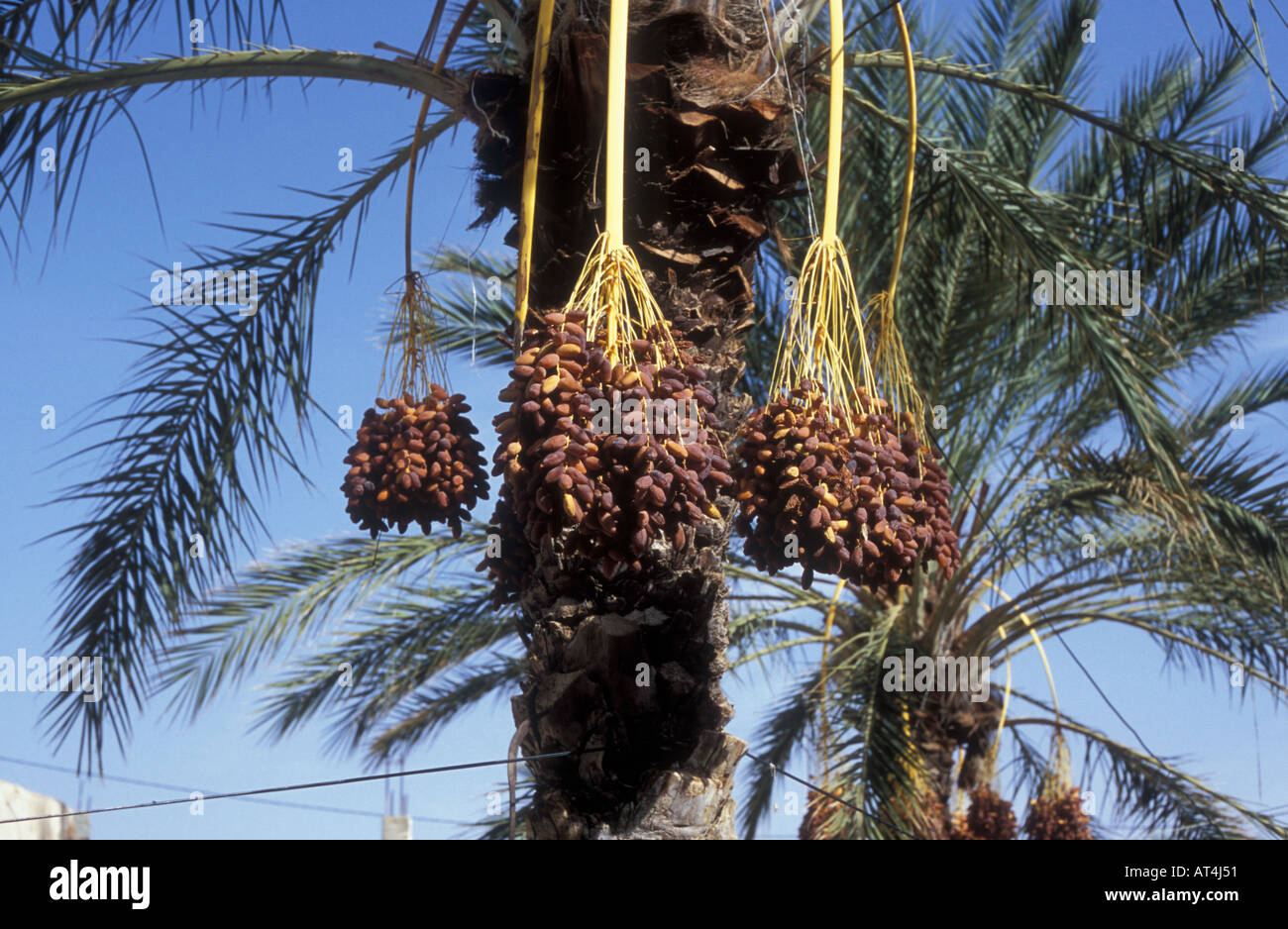 Date palm trees with ripened dates Stock Photo - Alamy