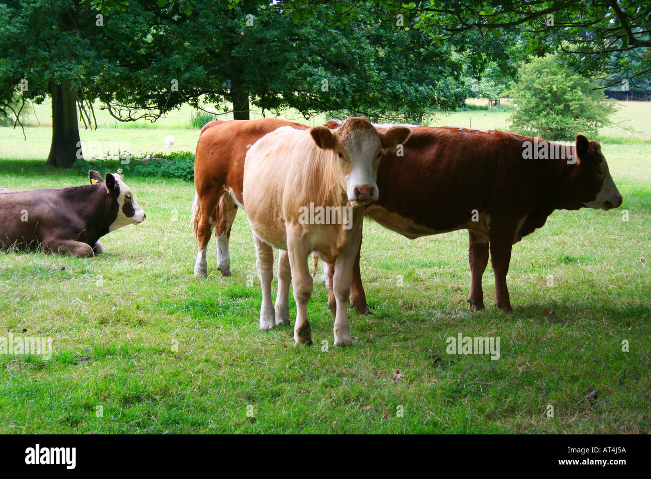 Cows under trees hi-res stock photography and images - Alamy