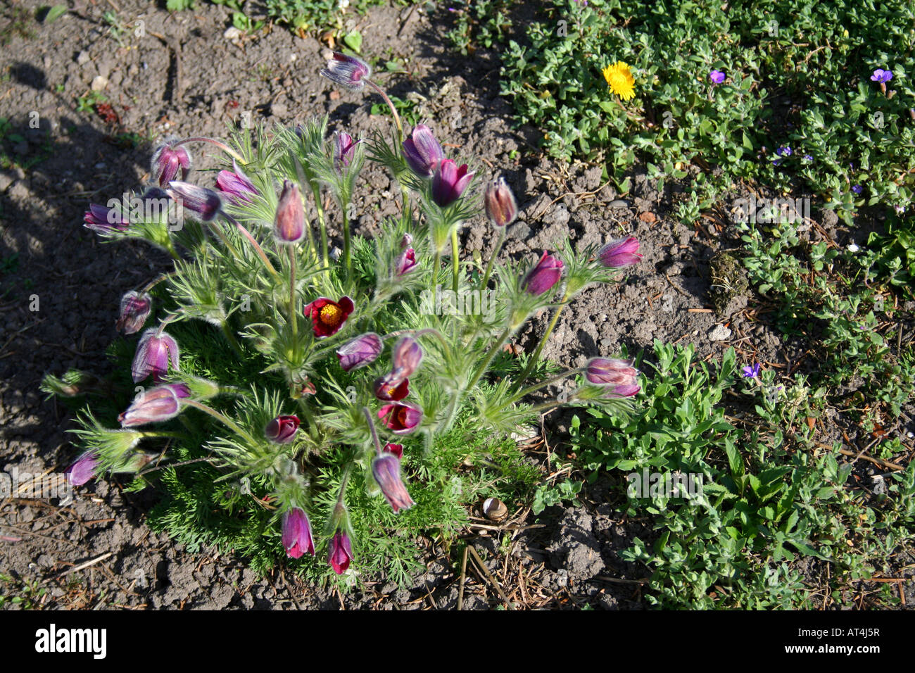 Spring flower blooming in the garden Stock Photo - Alamy