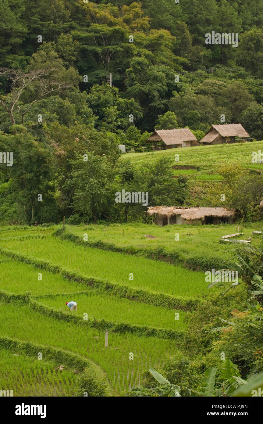 Rice Paddies near a Karen hilltribe village Doi Inthanon National Park ...