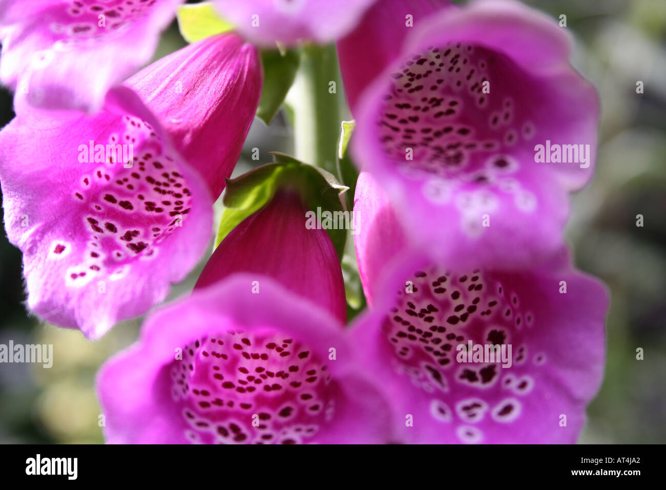 Fox gloves hi-res stock photography and images - Alamy