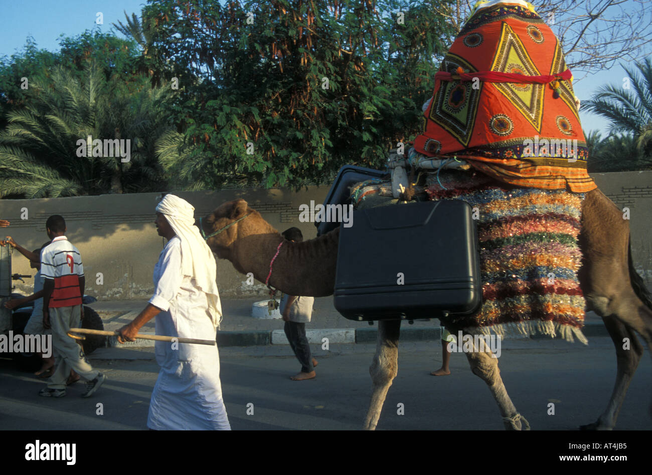 Camel Carrying the Brides suitcases at a wedding procession in Tunisia ...