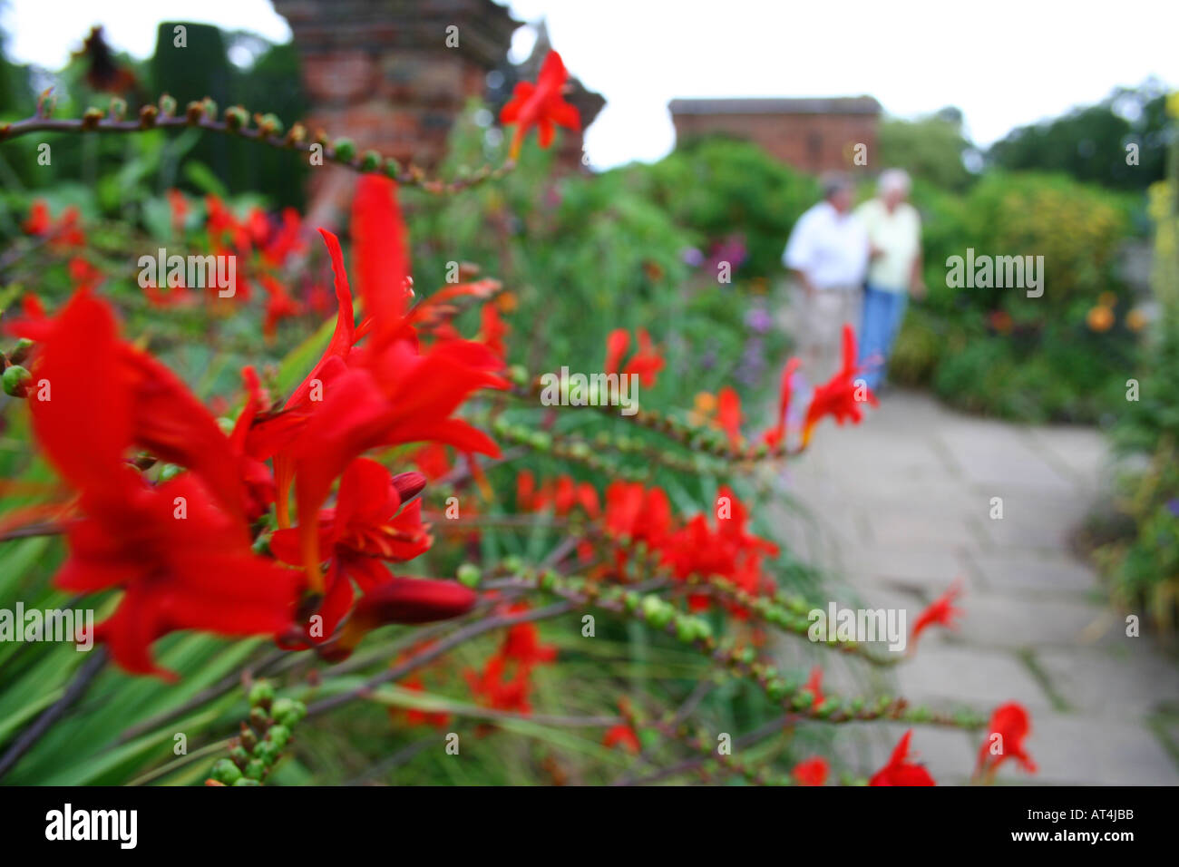 Red flowers in a walled garden Stock Photo - Alamy