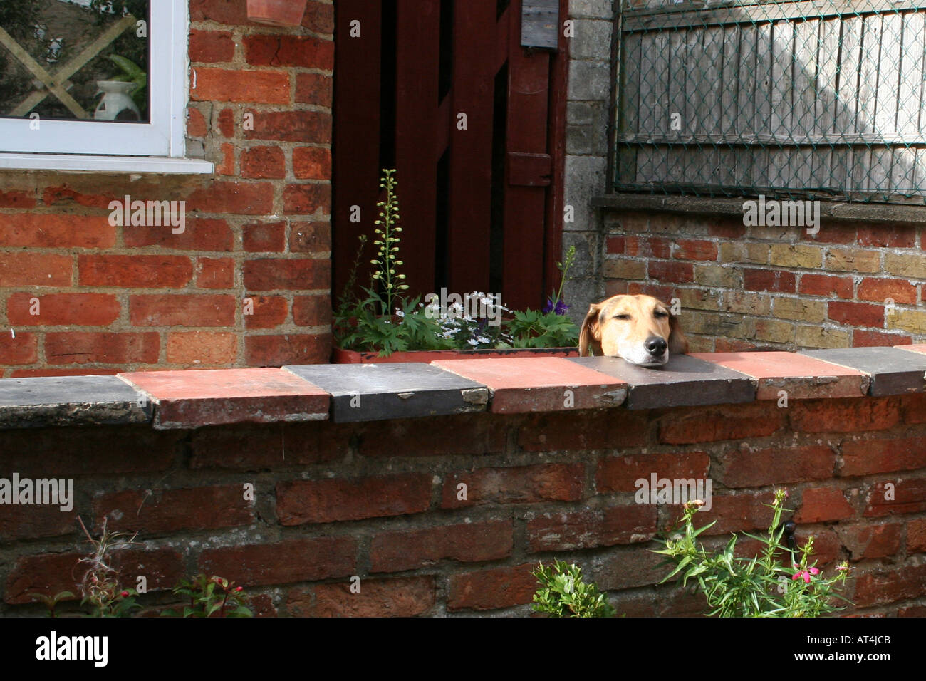 Dog looking over garden wall Stock Photo - Alamy