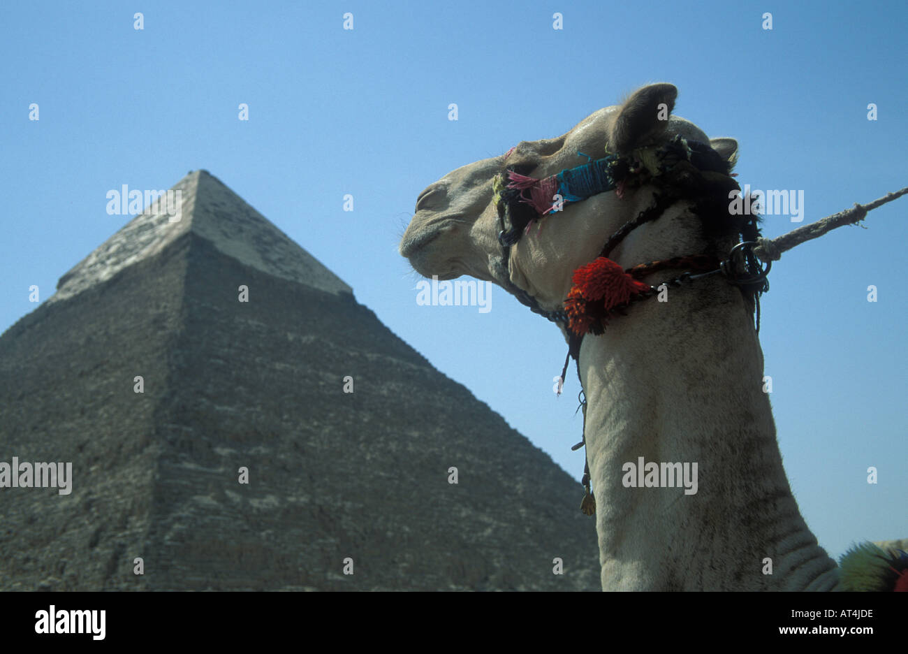 Camel outside the great pyramid Stock Photo - Alamy