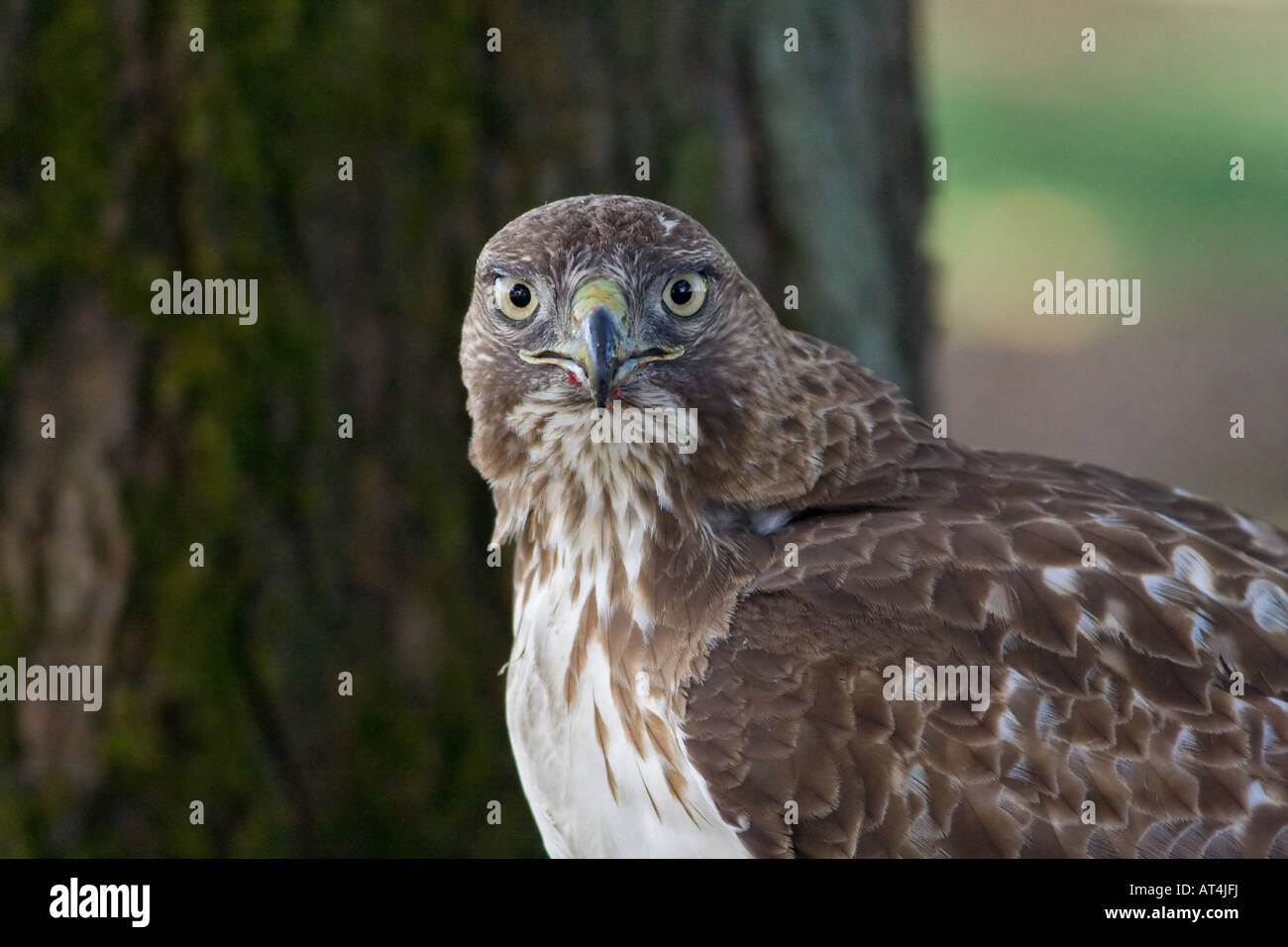 Red Tailed Hawk staring at the camera while eating an American Coot, Mountain View, California ...