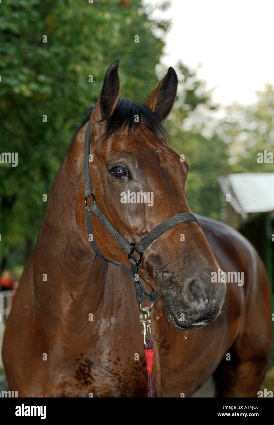 American standardbred horse hi-res stock photography and images - Alamy