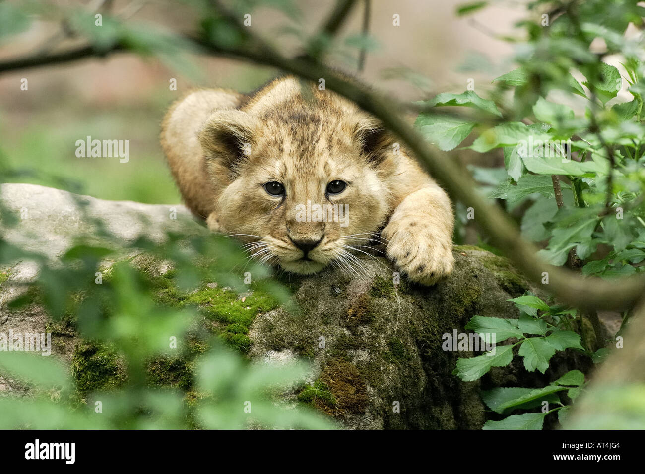 lion (Panthera leo), cub on a log Stock Photo - Alamy