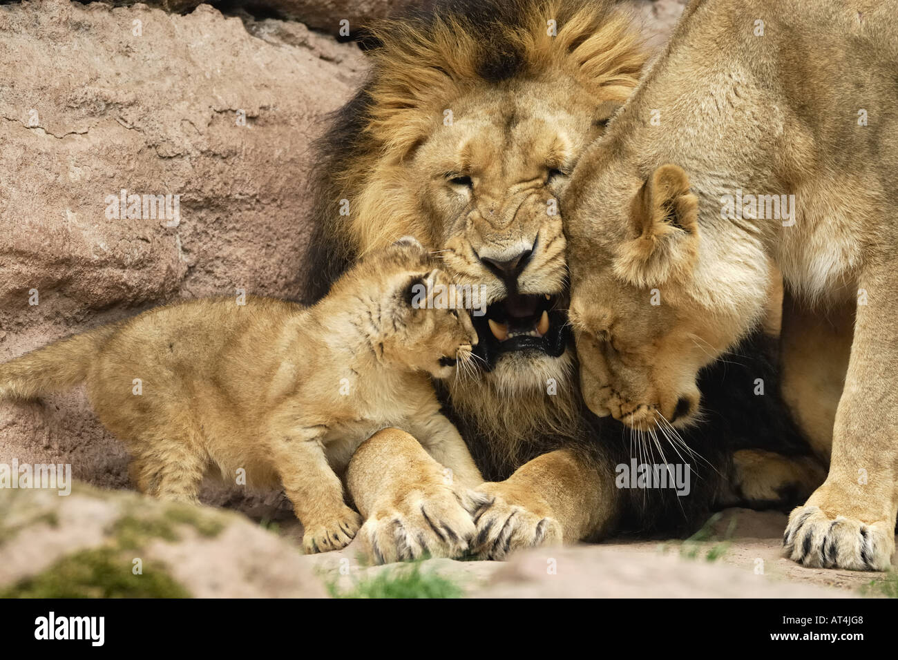 Male And Female Lion Affection