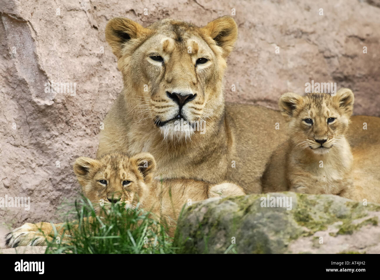Female with two cubs r hi-res stock photography and images - Alamy