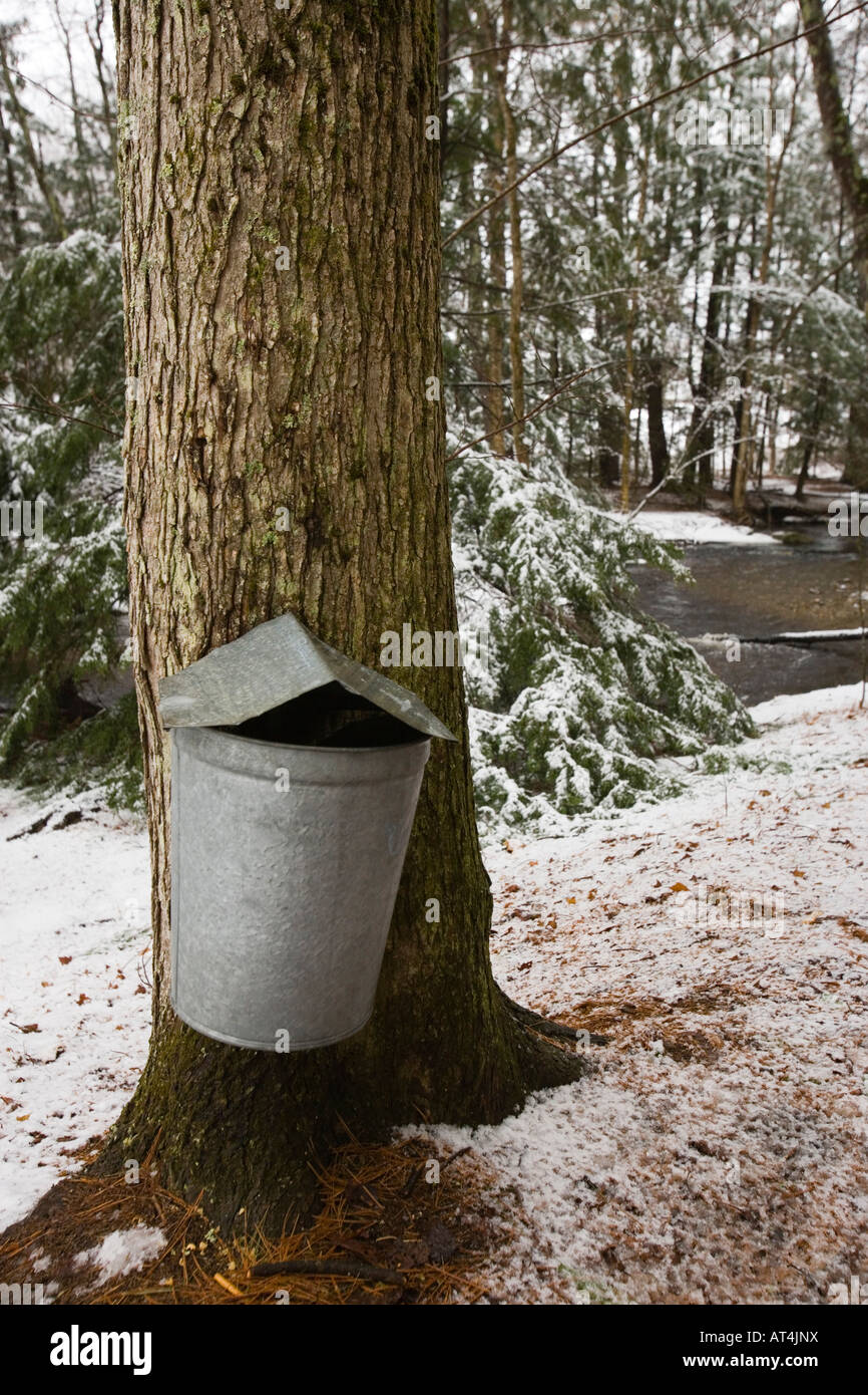 A sap bucket hangs on a maple tree during maple syrup season in ...