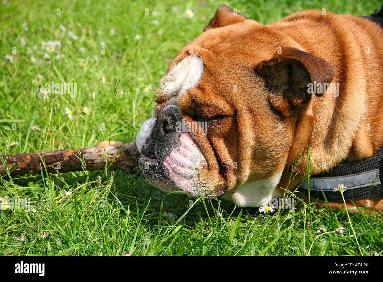 English bulldog (Canis lupus f. familiaris), chewing up a stick Stock ...