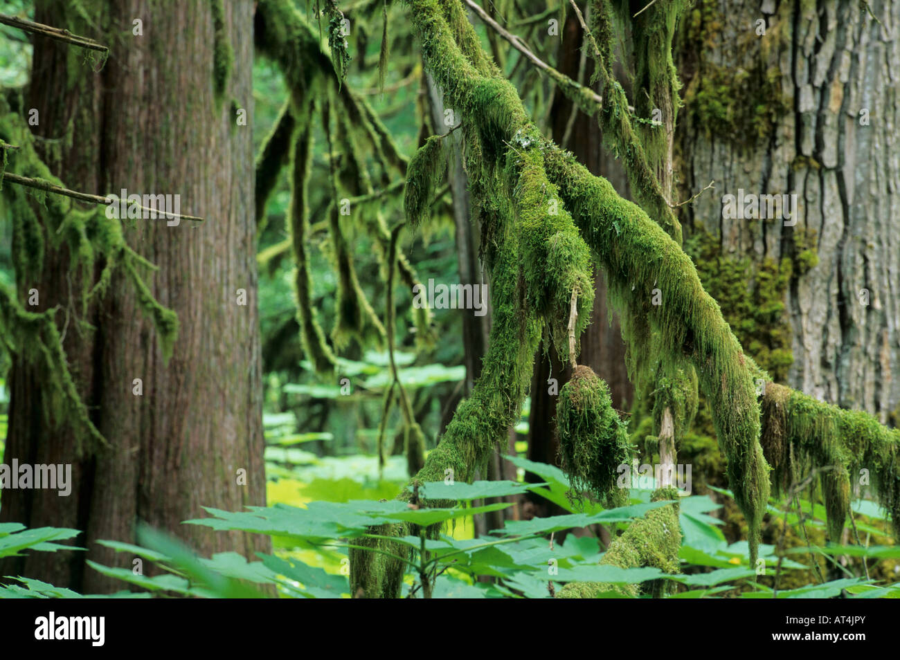 Dean river british columbia hi-res stock photography and images - Alamy