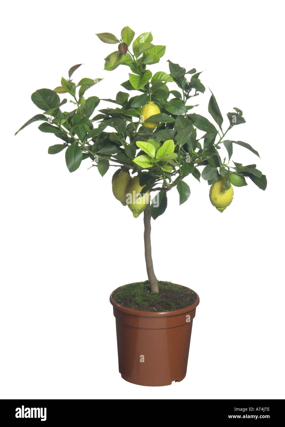 Potted citrus plants Cut Out Stock Images & Pictures - Alamy