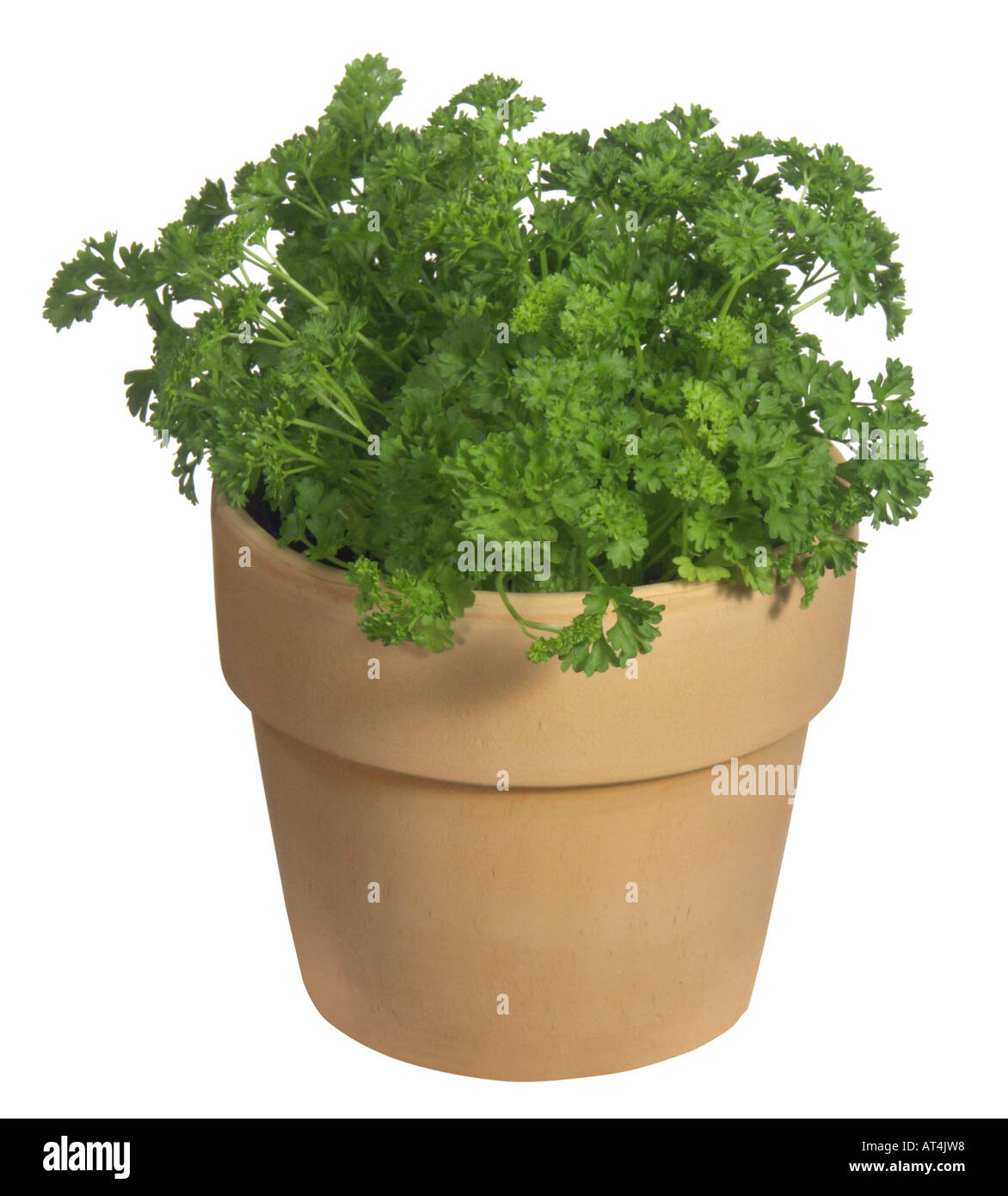garden parsley (Petroselinum crispum), potted plant Stock Photo - Alamy