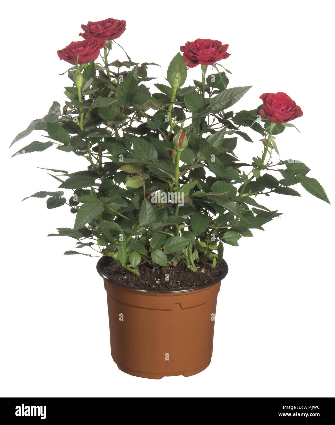 angel rose (Rosa chinensis var. minima), potted plant Stock Photo - Alamy
