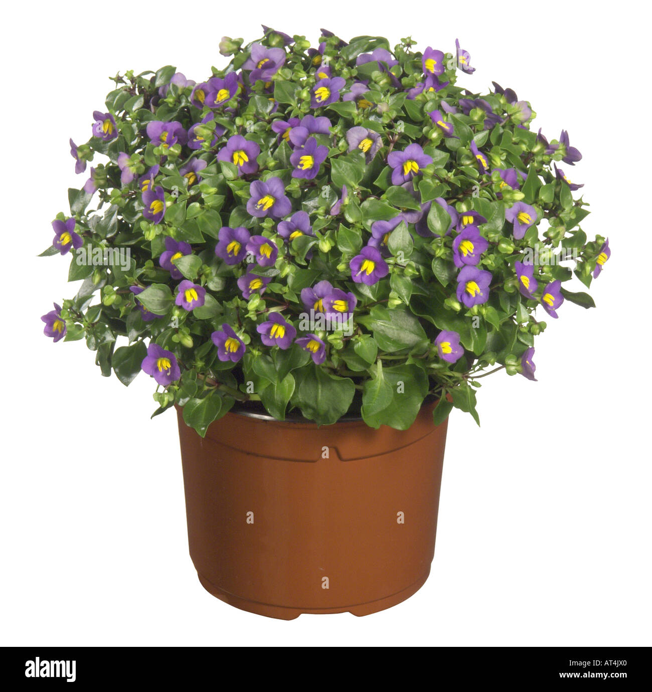 Persian violet, German violet, Tiddly twinks (Exacum affine), potted ...