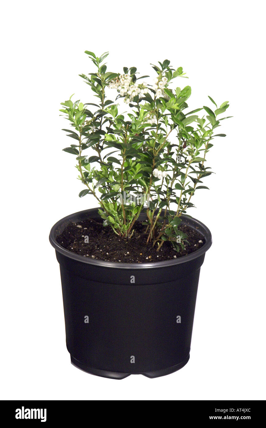 Cranberry plant pot hi-res stock photography and images - Alamy