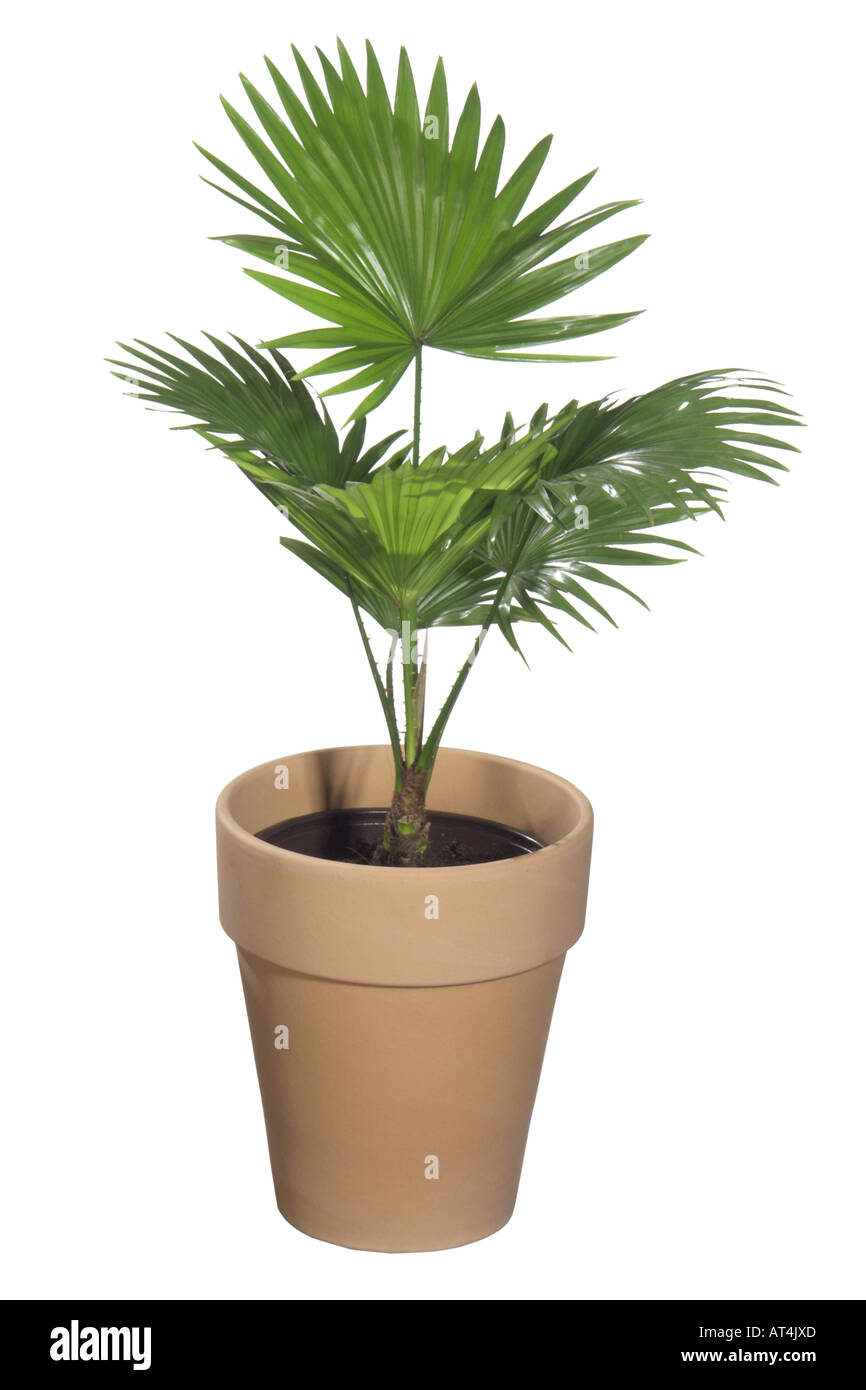 Potted fan palm tree hi-res stock photography and images - Alamy