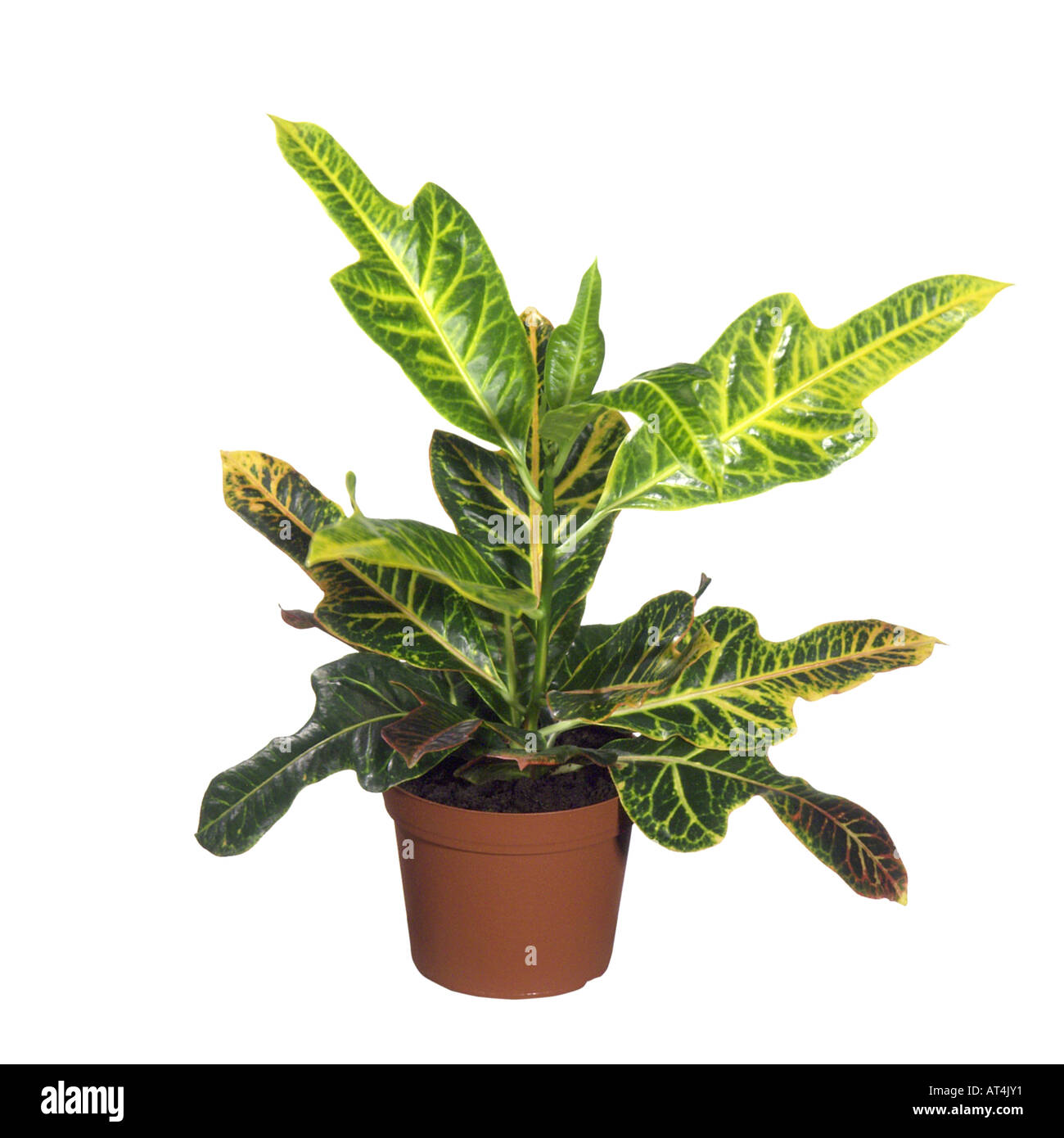 Croton (Codiaeum variegatum var. pictum), cv. Excellent: potted plant ...