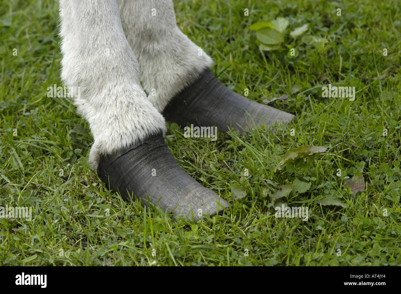 Donkey leg hi-res stock photography and images - Alamy
