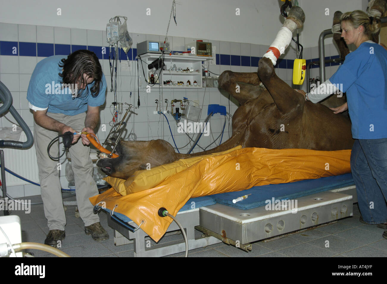 domestic horse (Equus przewalskii f. caballus), in the operating room ...