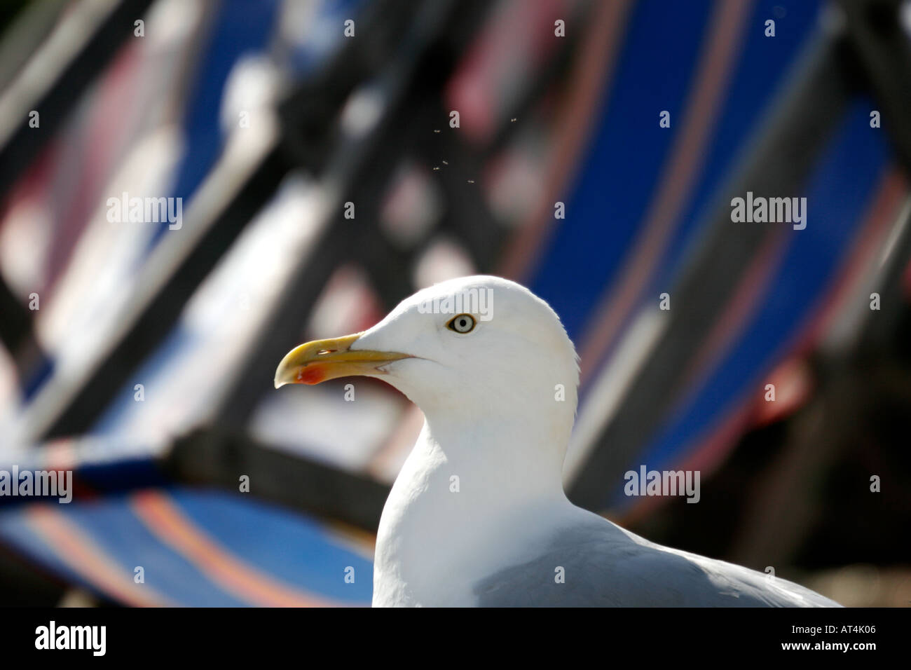 Herring Gull on beach at Beer Devon England UK Stock Photo - Alamy