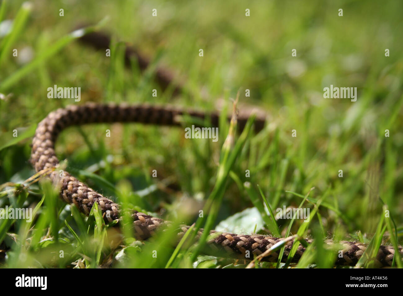 Snake in the boot hi-res stock photography and images - Alamy
