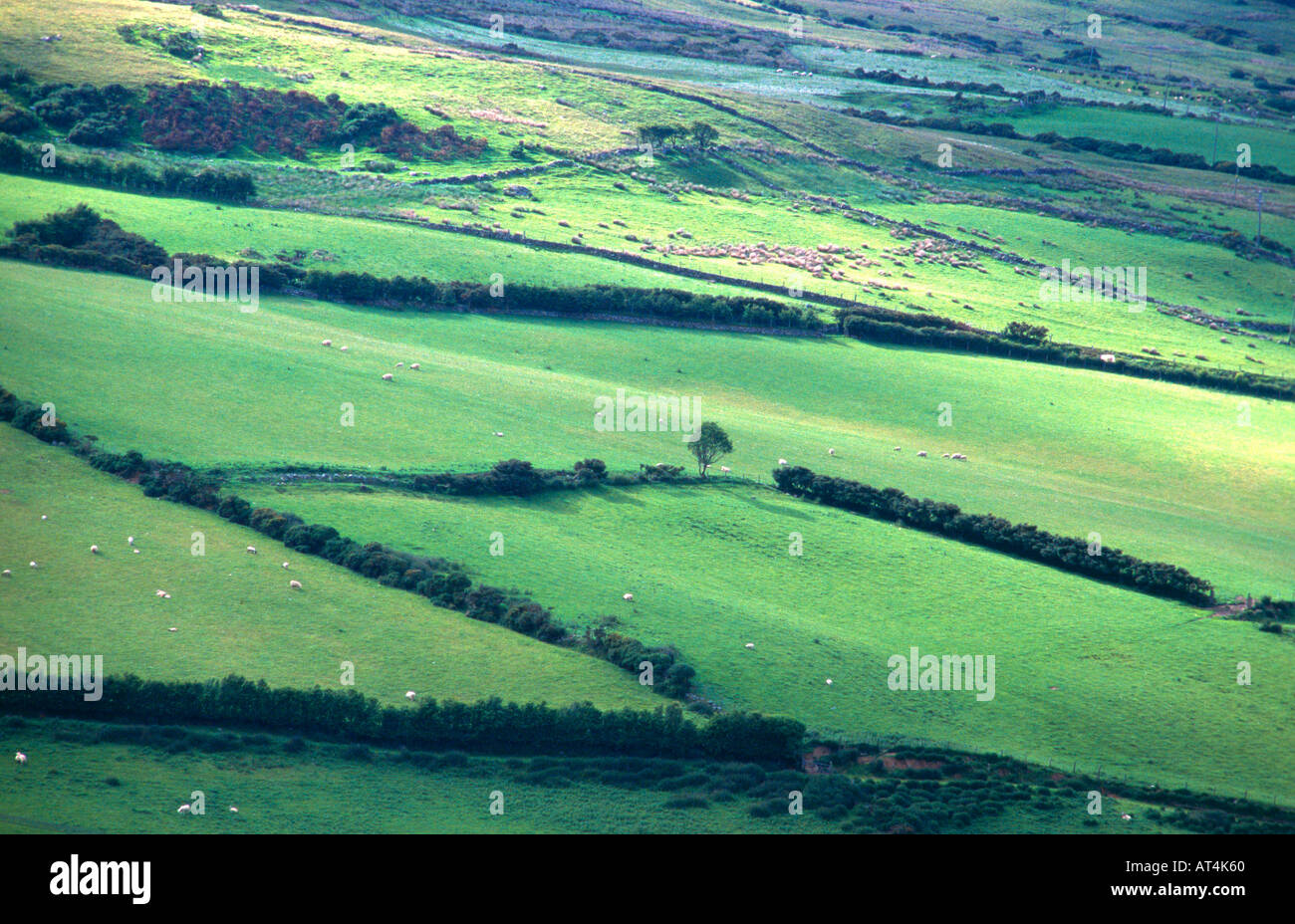 Typical Hedge Landscape Northern Ireland Stock Photo - Alamy