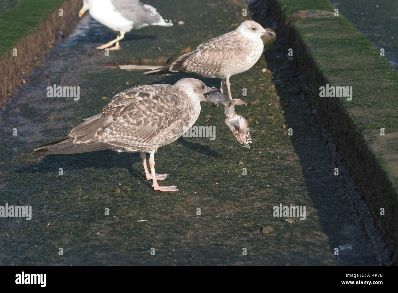 Squid eating bird hi-res stock photography and images - Alamy